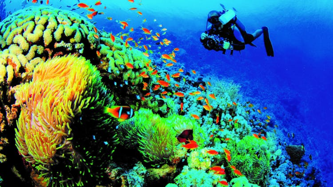Red Sea diving experiences in Hurghada with transfer - KKday