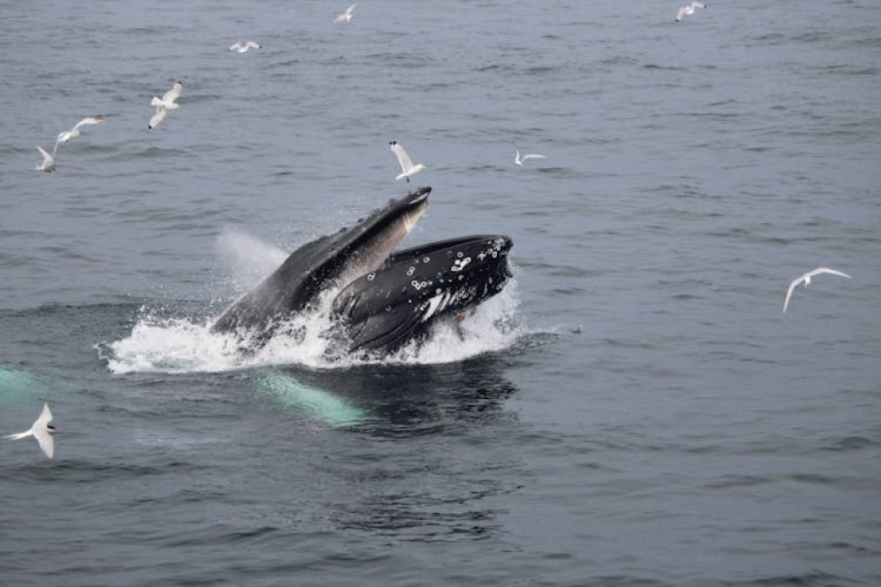 Classic whale watching tour in Reykjavík - KKday