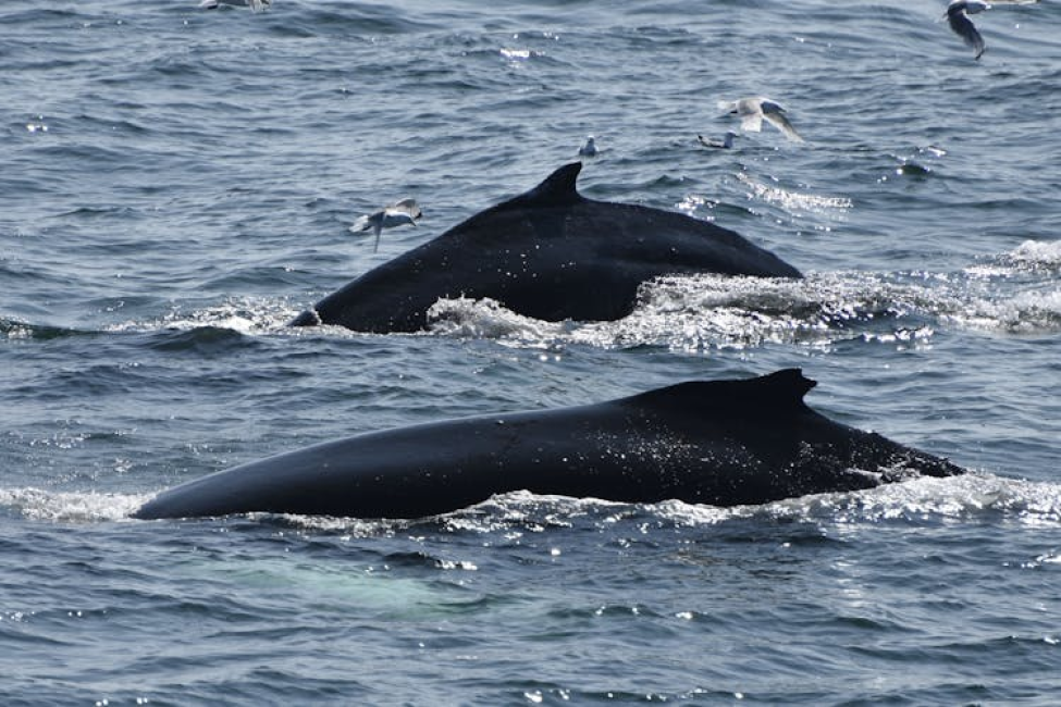 Classic whale watching tour in Reykjavík - KKday