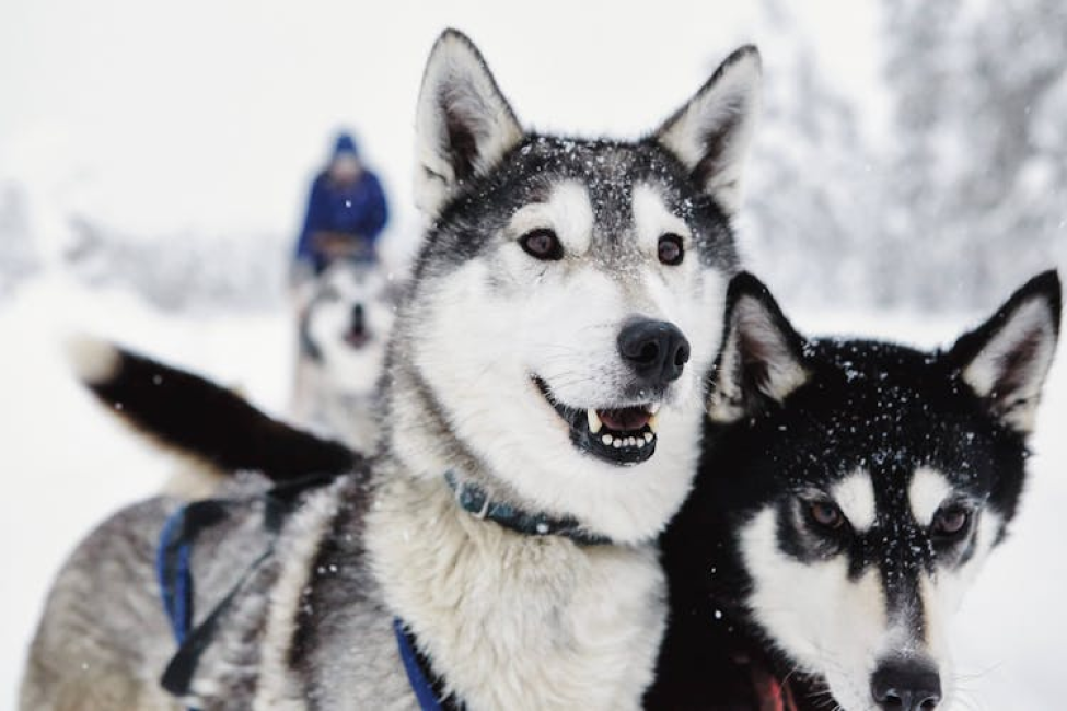 Yllas Husky Sleigh Tour - KKday