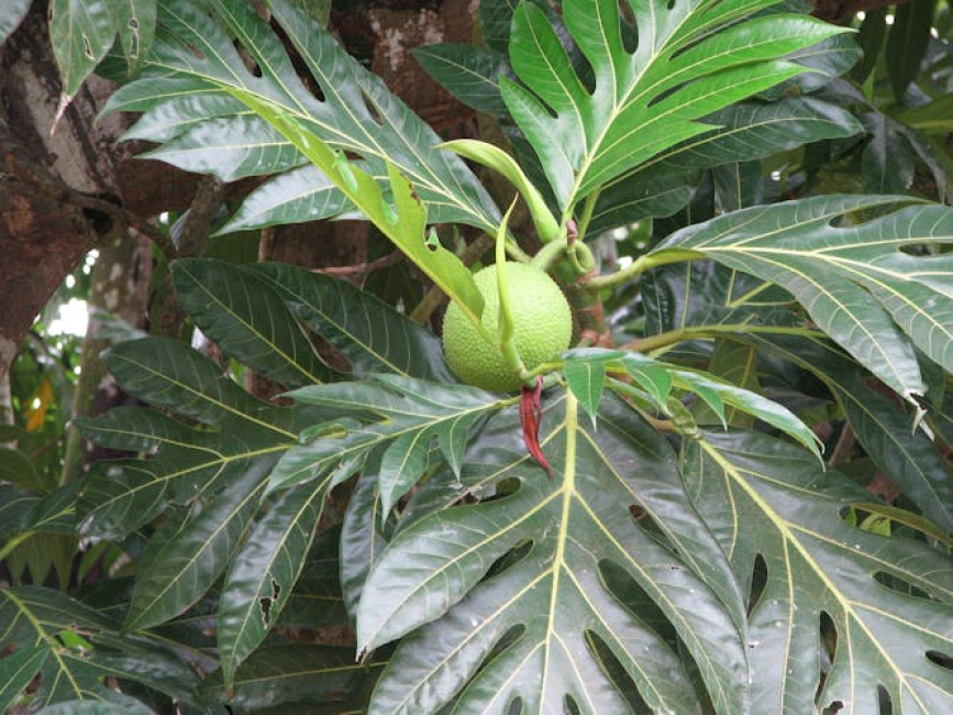 Zanzibar spice plantation half-day private tour - KKday
