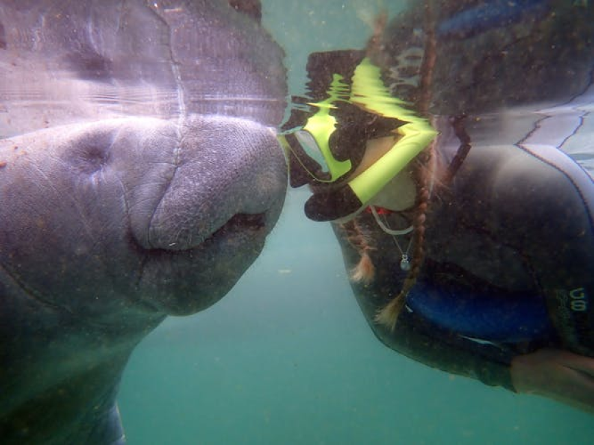 Manatee snorkeling with in-water photographer in Crystal River - KKday