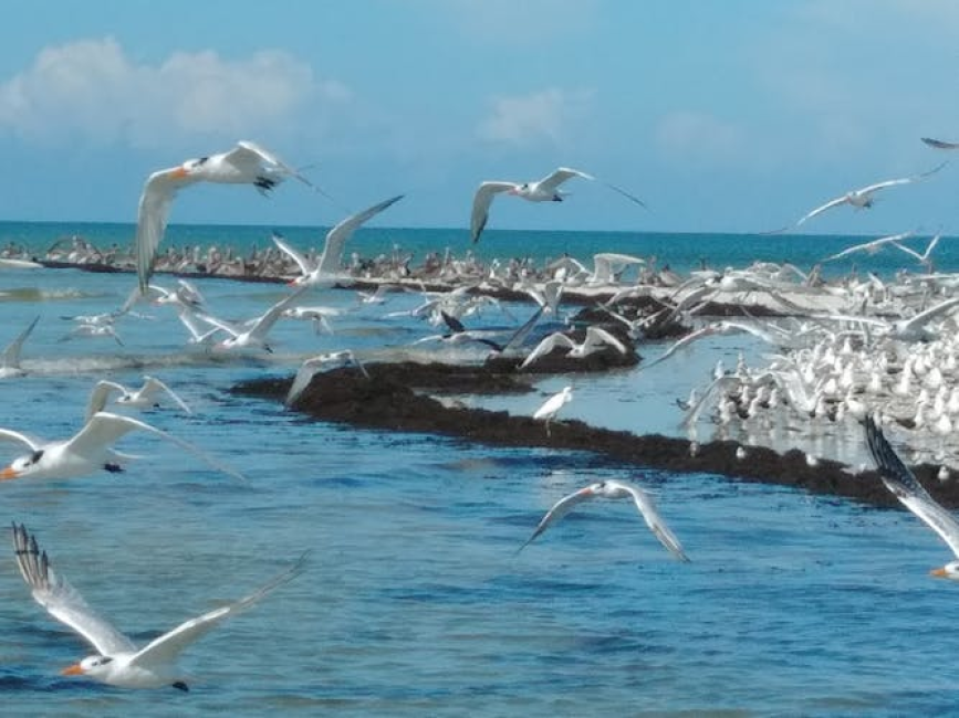 Marco Island 10,000 Islands boat and beach excursion - KKday