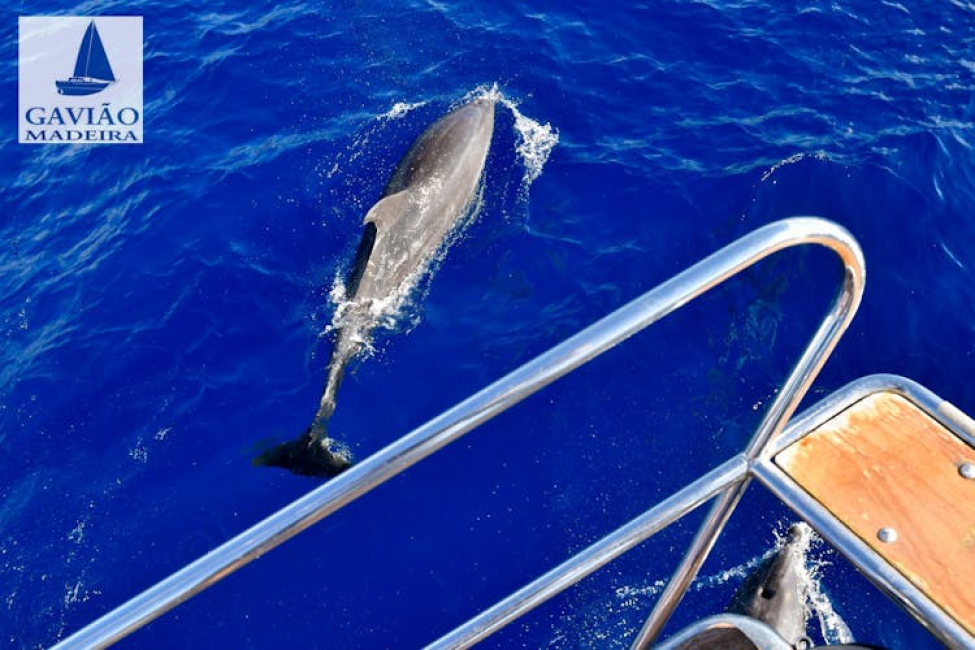 Dolphins and whales cruise trip from Funchal - KKday