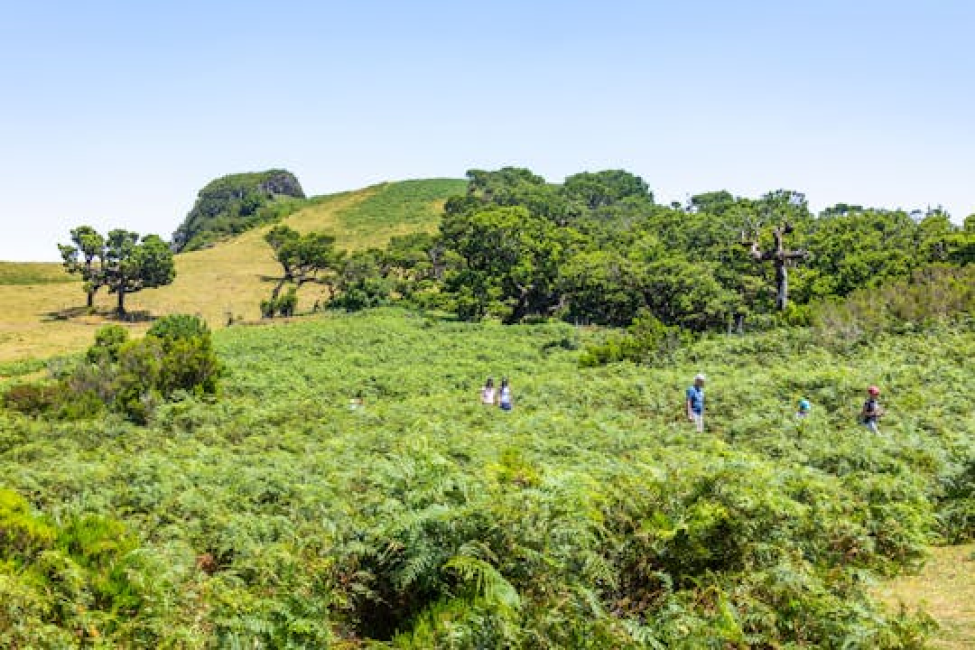 Fanal Assobiadores Walk - KKday