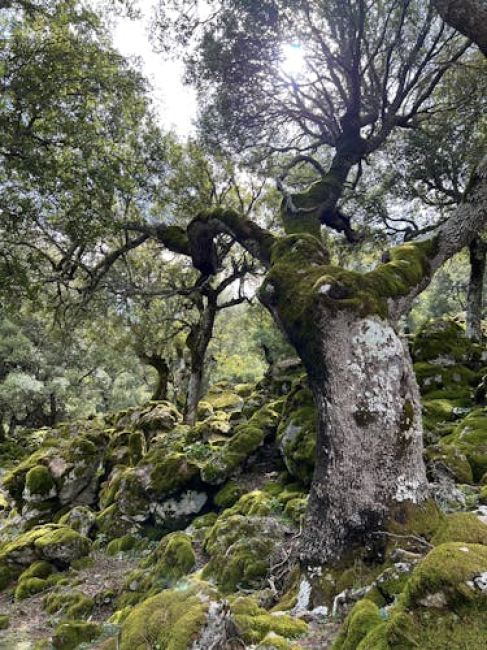 Sarakina Gorge and south coast guided tour - KKday