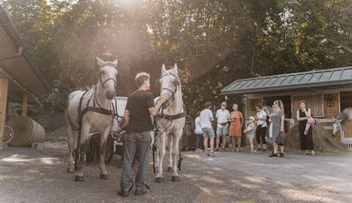 Secrets of the Viennese Fiaker and carriage ride in Vienna - KKday