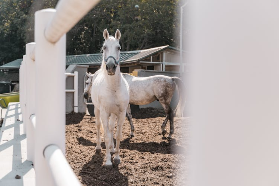 Secrets of the Viennese Fiaker and carriage ride in Vienna - KKday