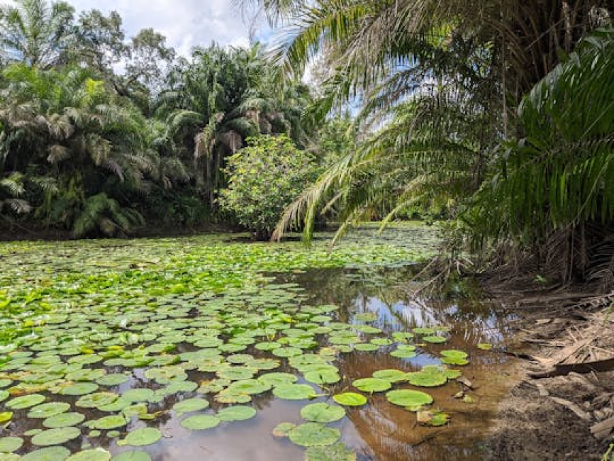 Zanzibar hiking in Masingini Forest private tour - KKday