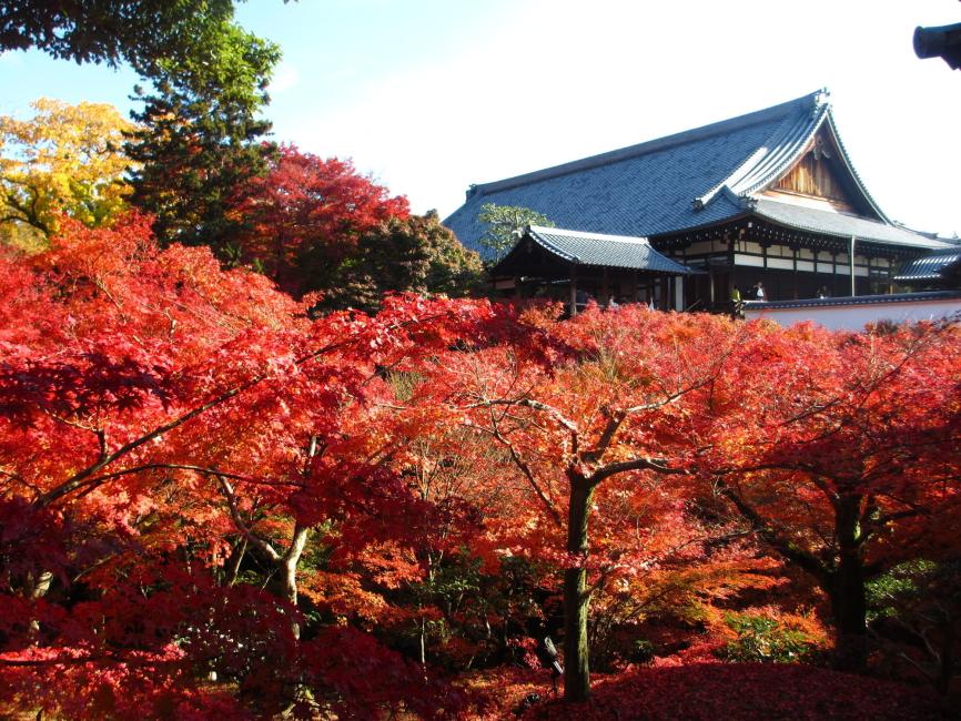 Kyoto Autumn Day Tour: Arashiyama, Tenryu-ji Temple & Tofuku-ji Temple ...