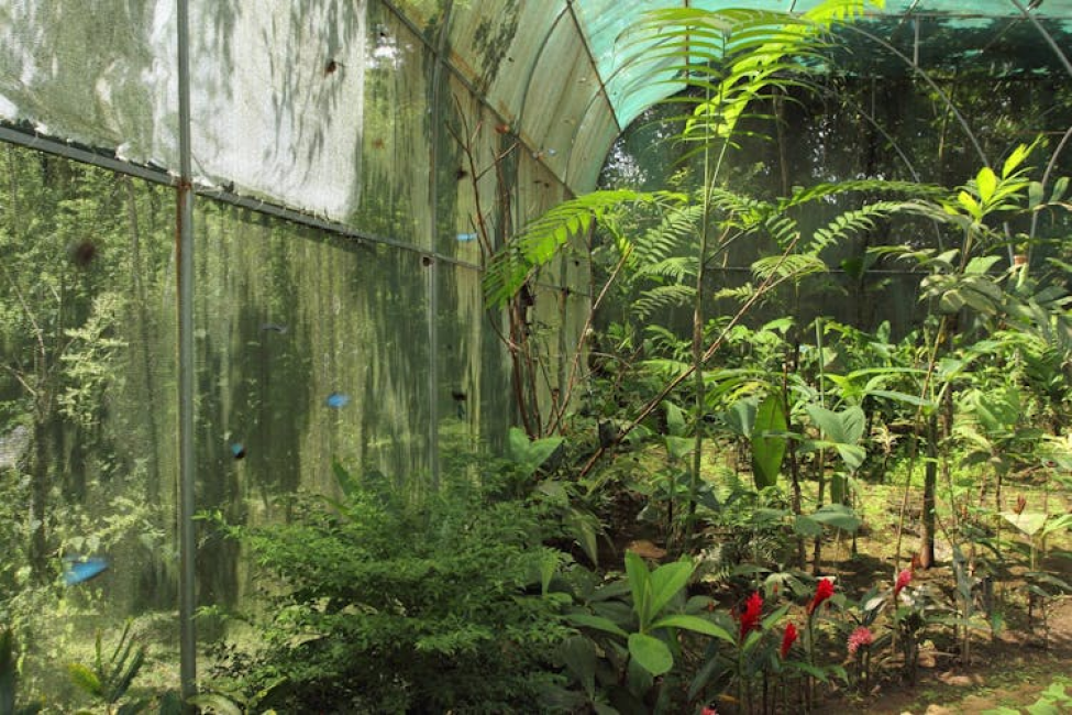 Ecological Park and Butterfly Garden Danaus Morning - KKday