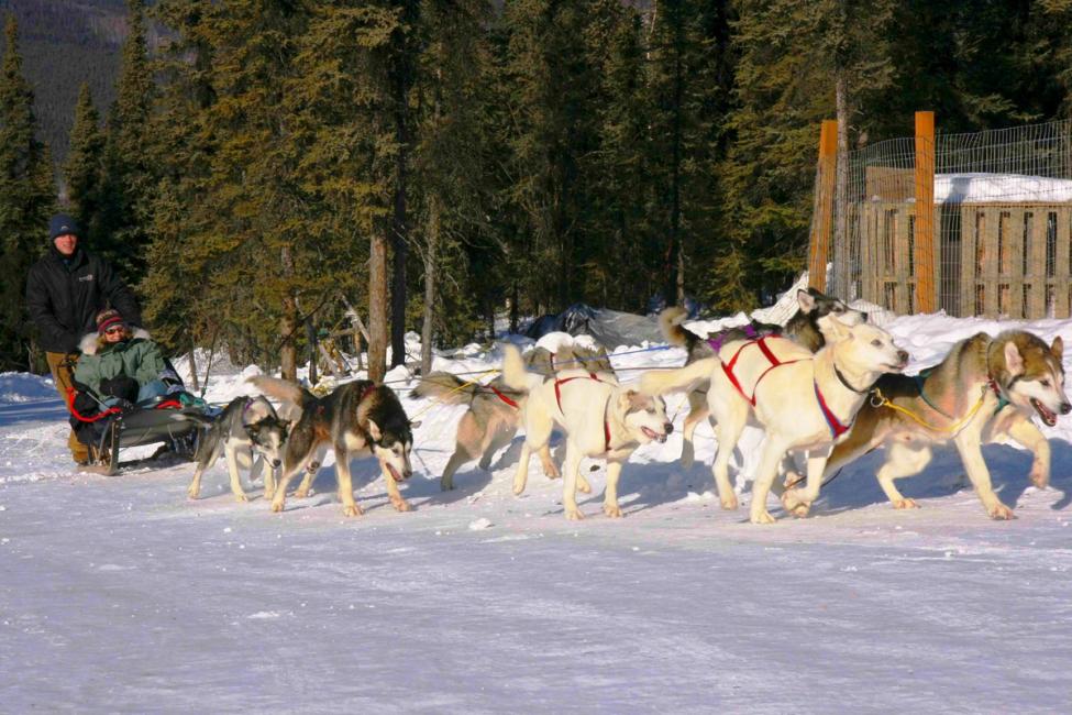 Northern Lights and Dog Sledding Experience in Alaska - KKday