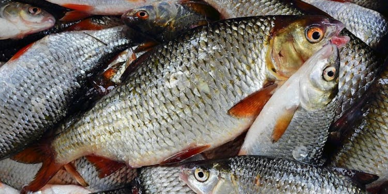 Full-Day Fishing Charter in Clearwater - KKday