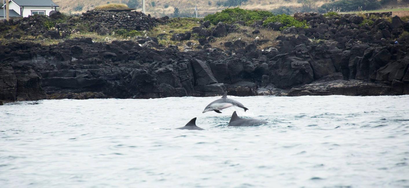 Jeju Dolphin Watching Tour - KKday