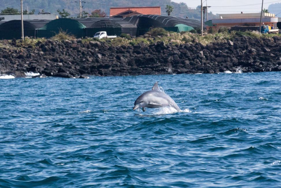 Jeju Dolphin Watching Tour - KKday