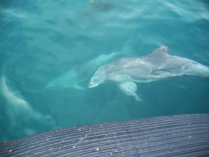 Jeju Dolphin Watching Tour - KKday