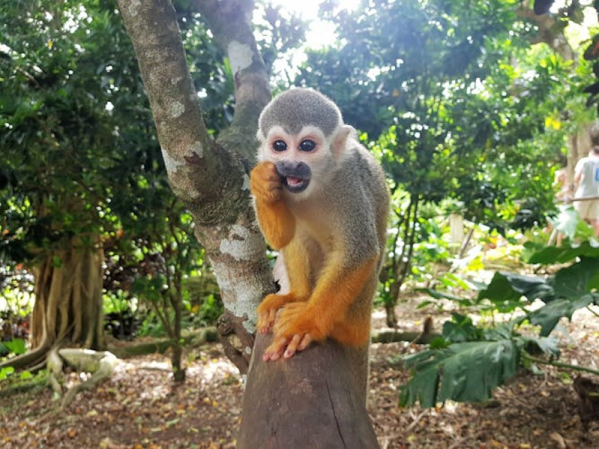 Monkeyland Safari and Countryside Home Visit - KKday