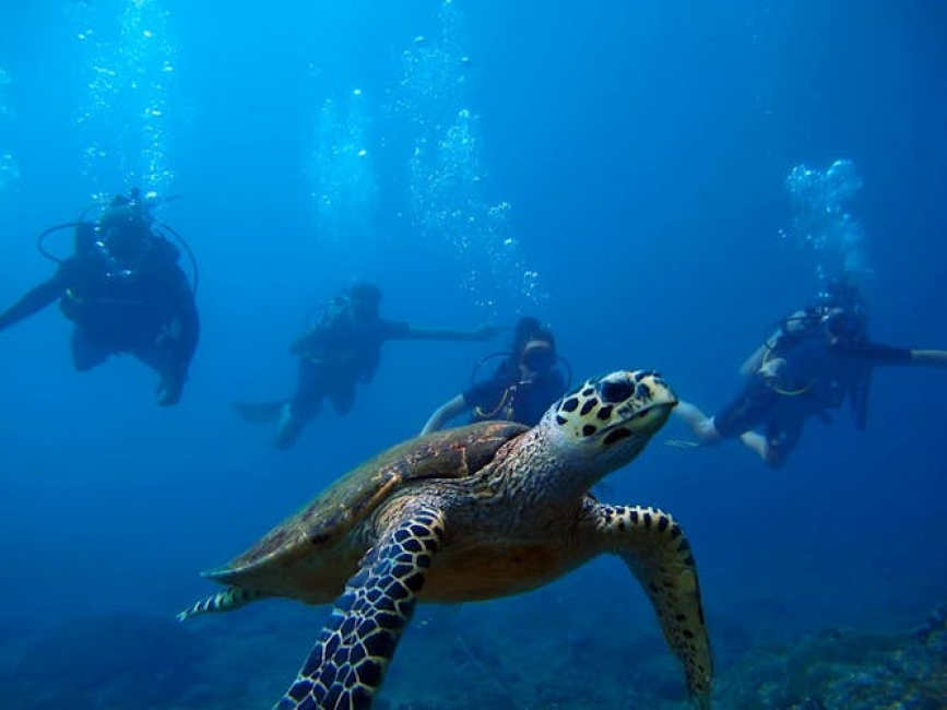 Riviera Maya Scuba Diving Experiences - KKday