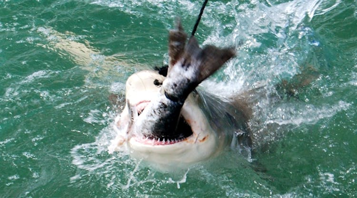 Shark and wildlife ecotour in Key West by catamaran - KKday