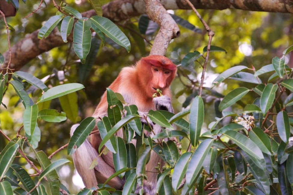 Bako National Park day tour from Kuching - KKday