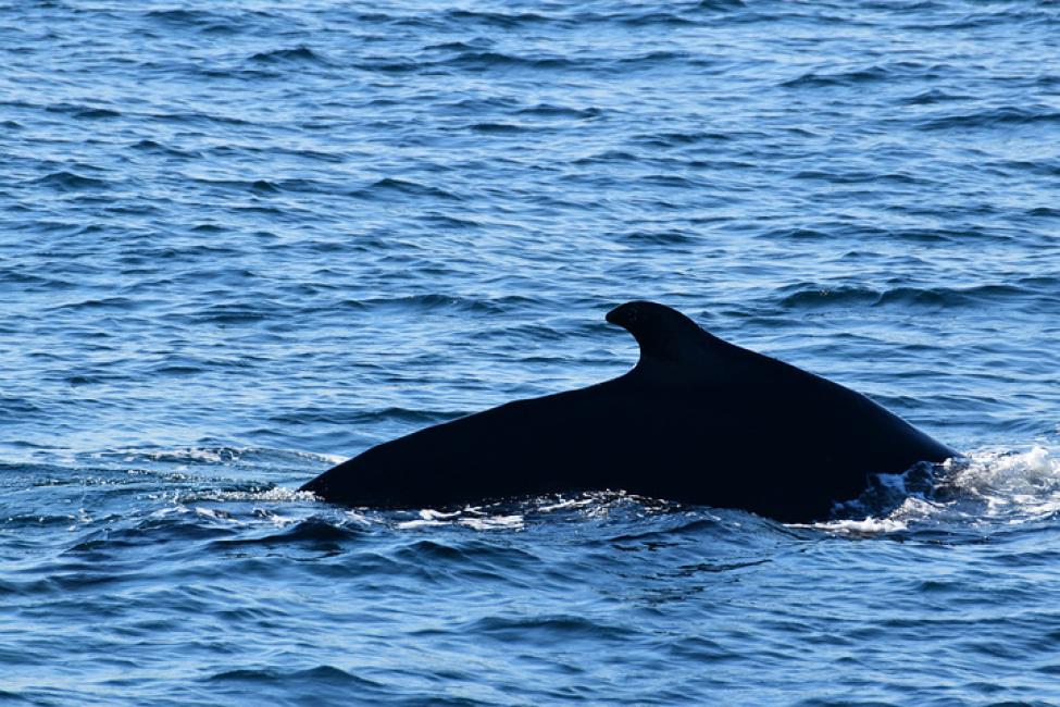 Boston Whale Watching Cruise - KKday