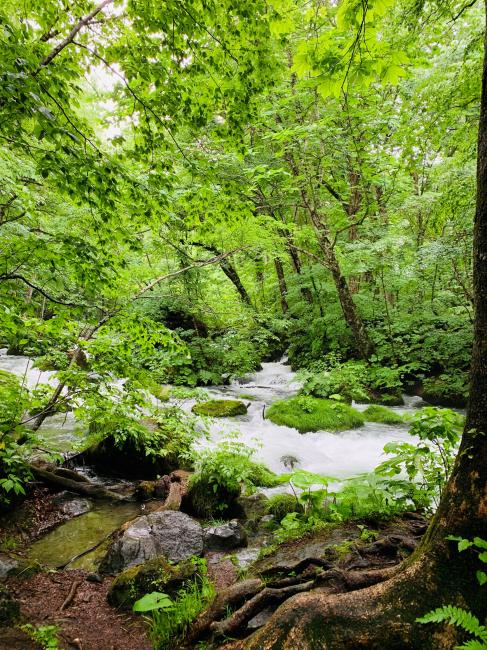 Towada City, Oirase Gorge Half Day Walking Tour - KKday