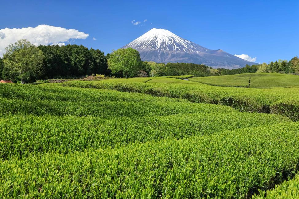 Feeding at Fuji Safari and Tea Plantation 1D Bus Tour From Nagoya - KKday