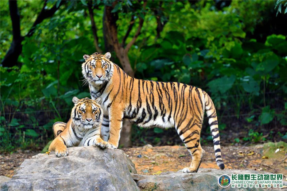 Guangzhou Chimelong Safari Park, China | Exclusive Offer with Free ...