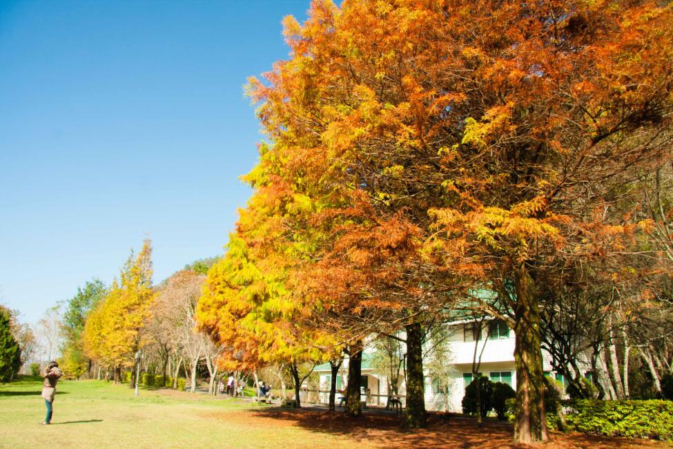 Taiwan Nantou Aowanda Forest Recreation Area Half-Day Tour from ...