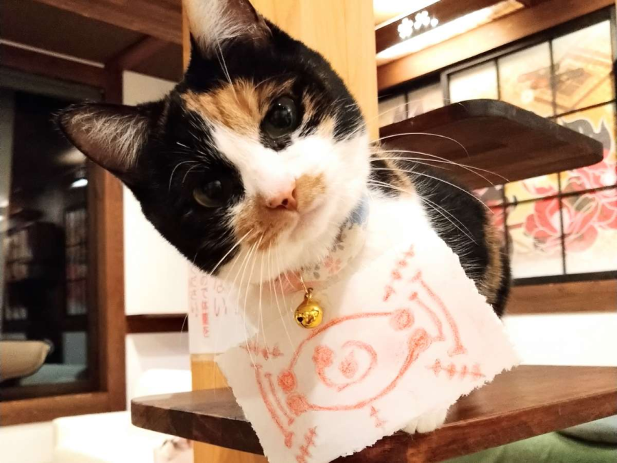 Hakuba Kappo Ryokan Minamiya and Cats Cafe Minamiya - KKday