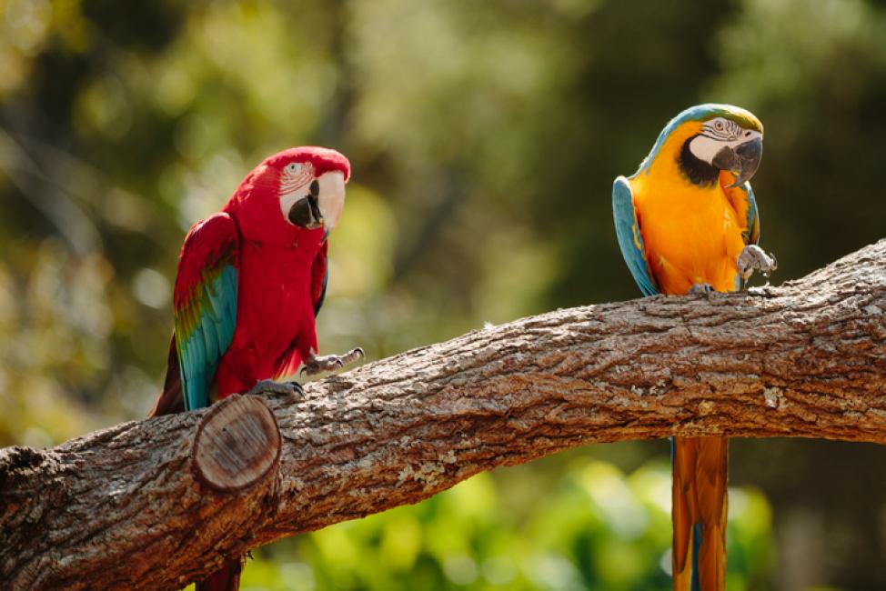 Gold Coast Krumbin Zoo Day Trip Including Danger Point and Polly Point ...