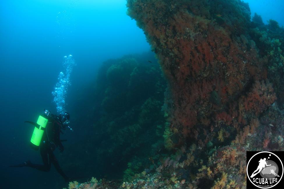 Jeju Scuba Diving (Only for OW / AOW / MASTER) - KKday