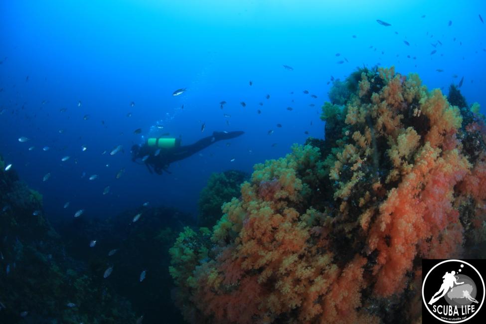 Jeju Scuba Diving (Only for OW / AOW / MASTER) - KKday