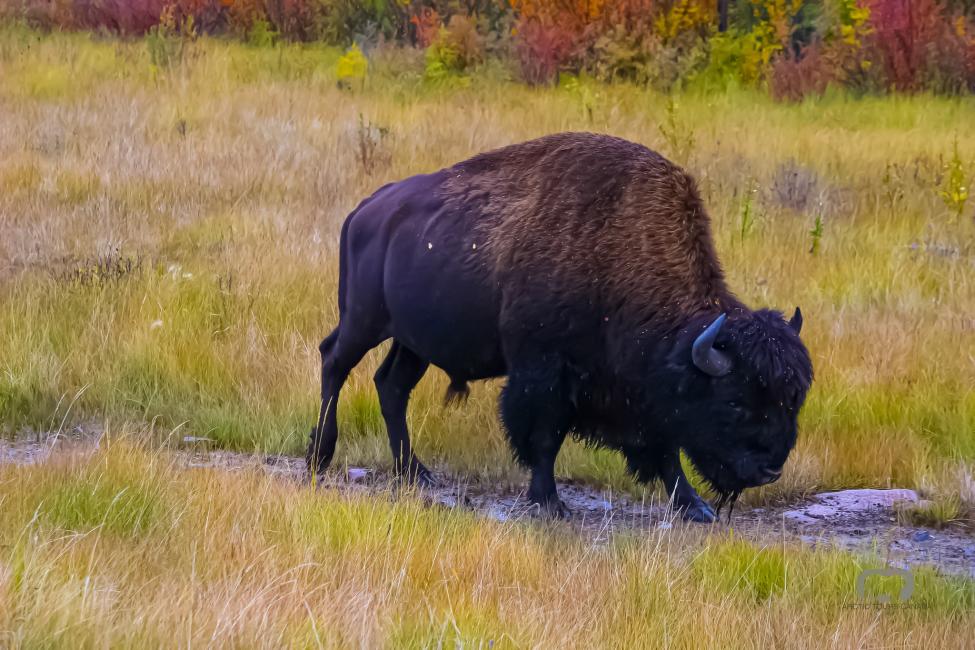 Yellowknife Wildlife Buffalo Tour with Hotel Pick-Up | Canada - KKday