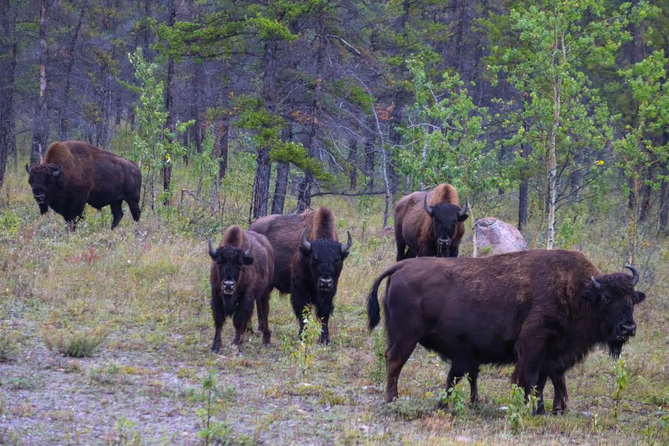 Yellowknife Wildlife Buffalo Tour with Hotel Pick-Up | Canada - KKday