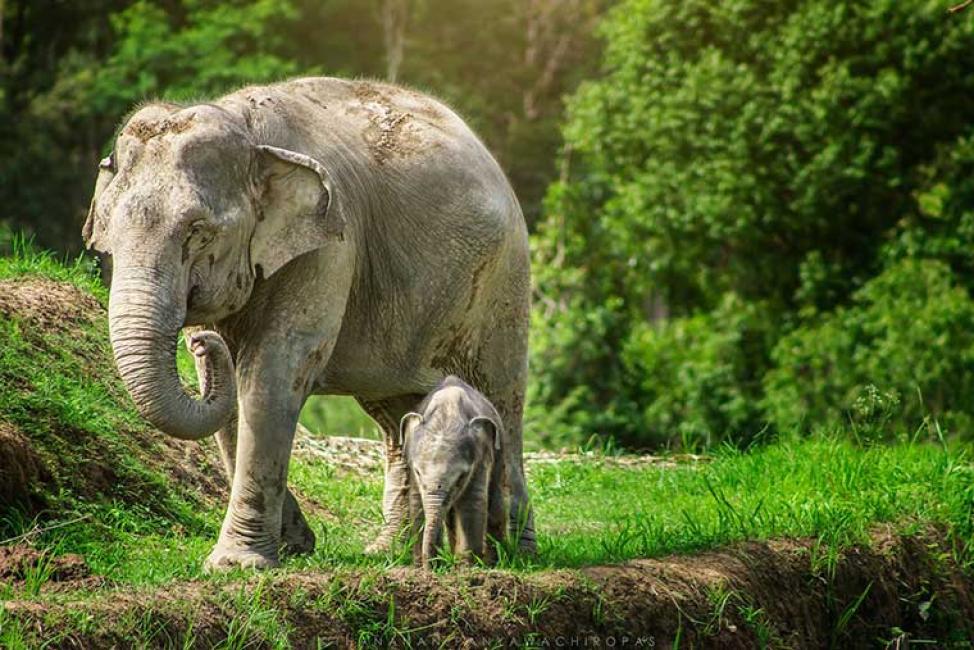 Samui Island Elephant Jungle Sanctuary Experience - KKday