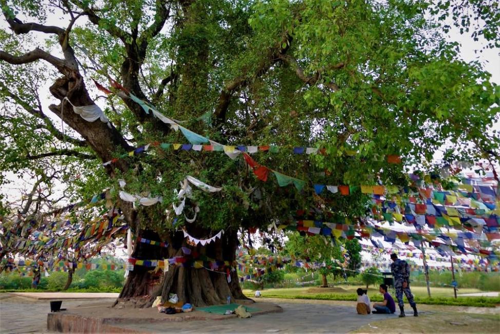 Lumbini tour - the birthplace of Gautam Buddha - KKday