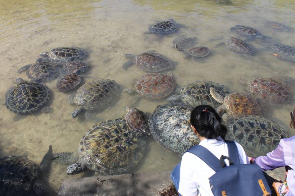 Turtle Island tour with Glass Bottom Boat - KKday