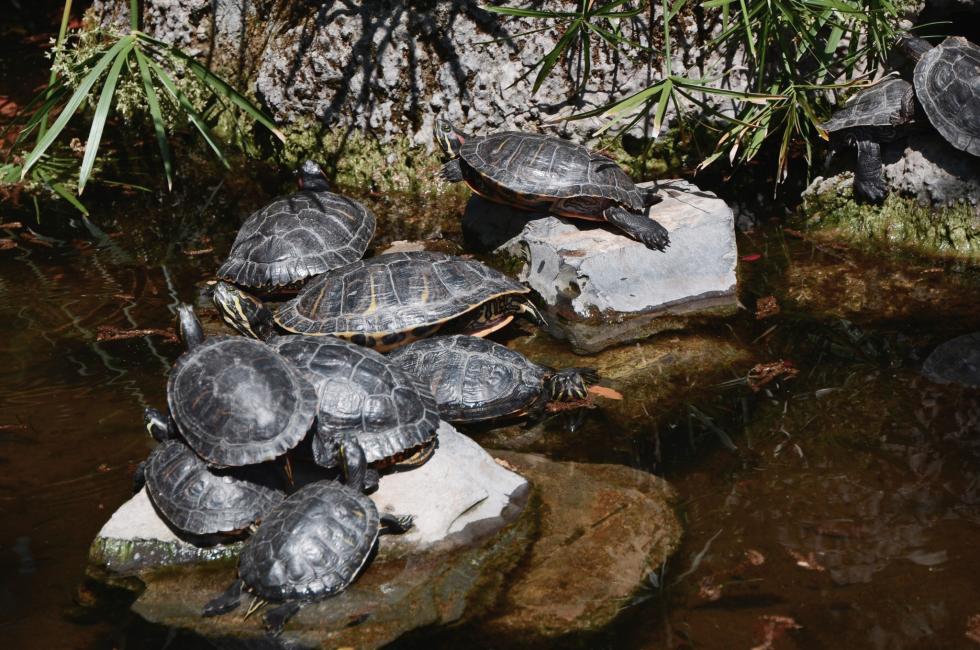 Turtle Island tour with Glass Bottom Boat - KKday