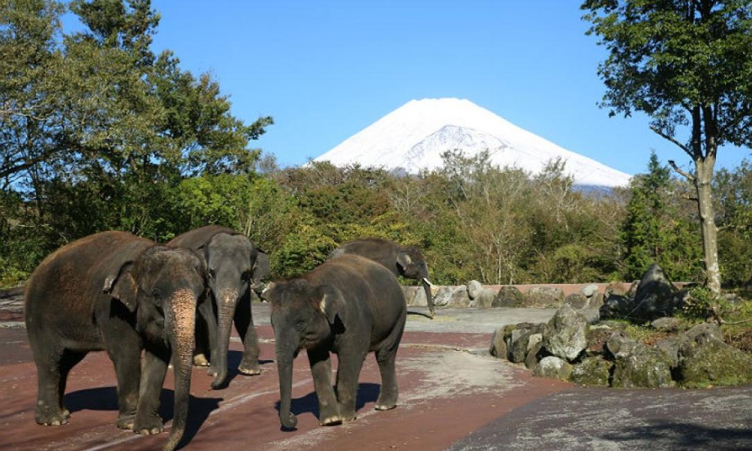 [One-day tour from Tokyo] Fuji Safari Park, Fujinomiya Yakisoba ...
