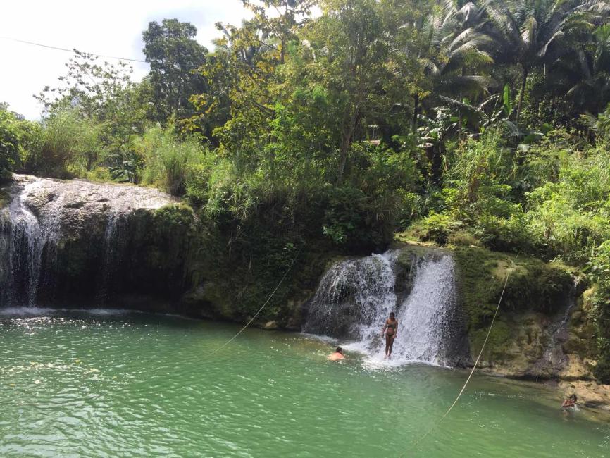 Bohol Island Private Day Tour: Swimming with Whale Shark, Pangas Falls ...