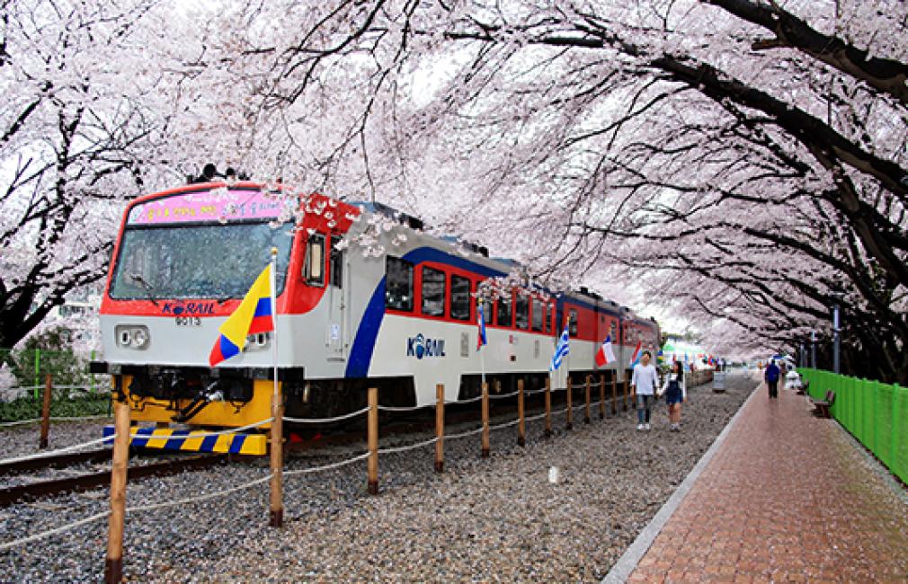 2024 Jinhae Cherry Blossom Festival: Jinhae Gunhangje Day Tour from ...