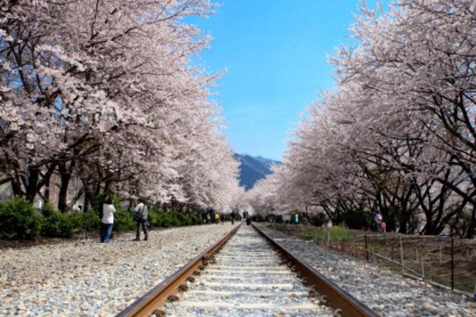 2024 Jinhae Cherry Blossom Festival: Jinhae Gunhangje Day Tour from ...