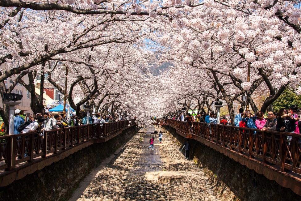 2024 Jinhae Cherry Blossom Festival: Jinhae Gunhangje Day Tour from ...