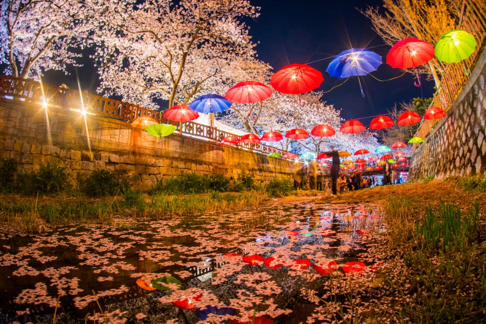 2024 Jinhae Cherry Blossom Festival: Jinhae Gunhangje Day Tour from ...