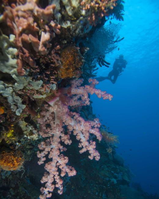 Cebu, Philippines | Night Scuba Diving Experience (Diving License ...