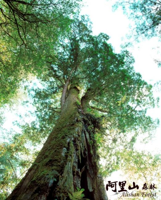 Taiwan Alishan 2-Day Tour: Fenqihu & Zhushan Sunrise Trail - KKday
