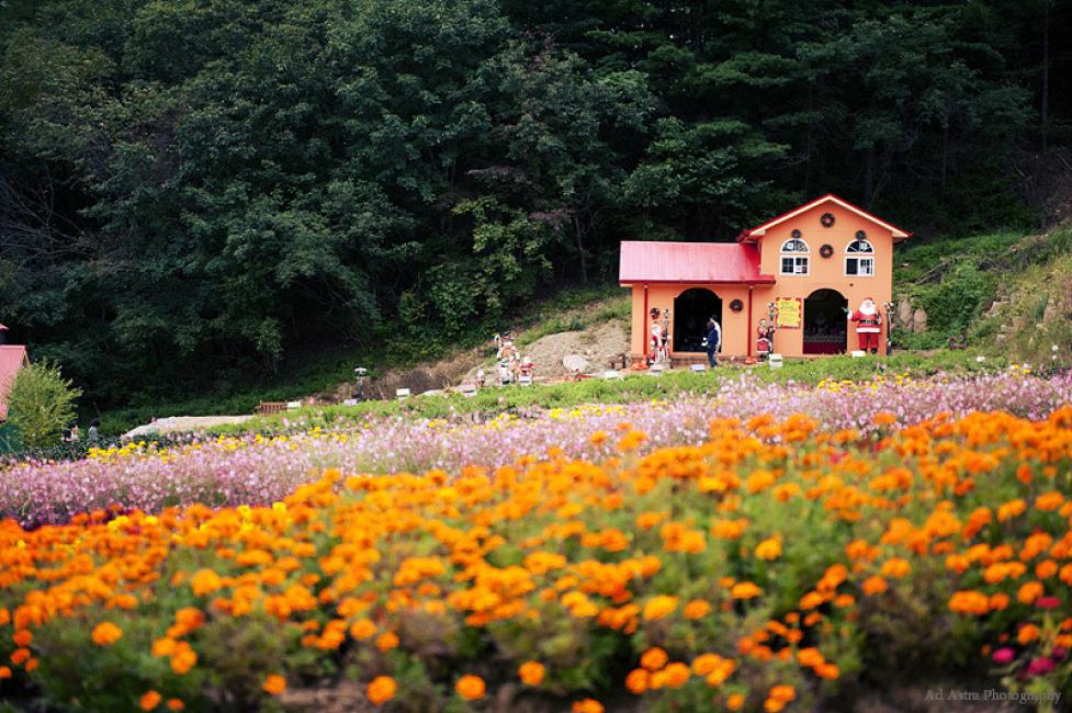 Pocheon Day Tour from Seoul: Pocheon Art Valley & Herb Island Light ...
