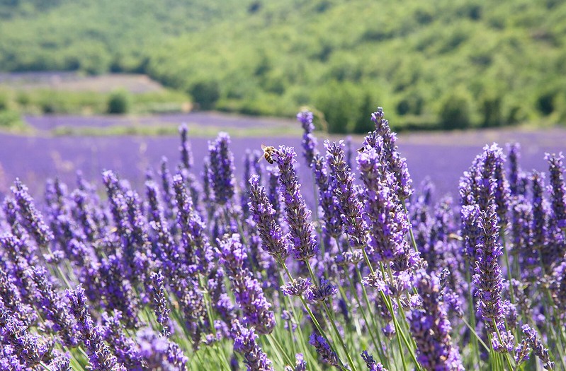 [2023 Lavender Season] Hsinchu Miaoli Day Tour: Grace Lavender Field ...