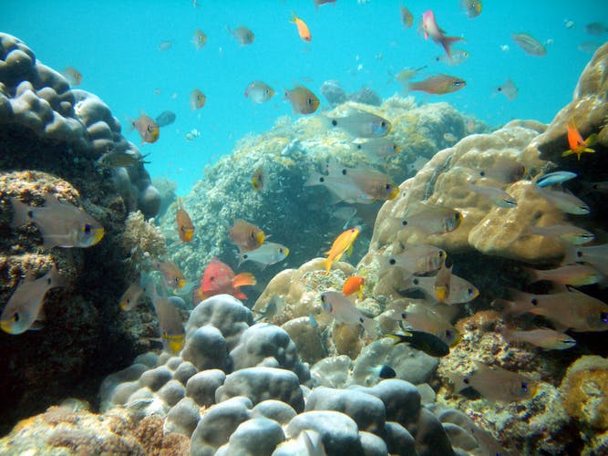 Wasini dhow sea safari - KKday